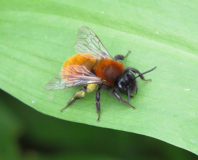 Wytham Woods Bee Walk (Bee only) | Oxford Plan Bee